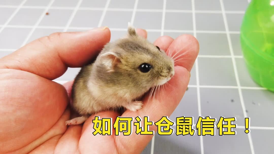 宠物日常:如何让小仓鼠信任你,熟悉你的气味