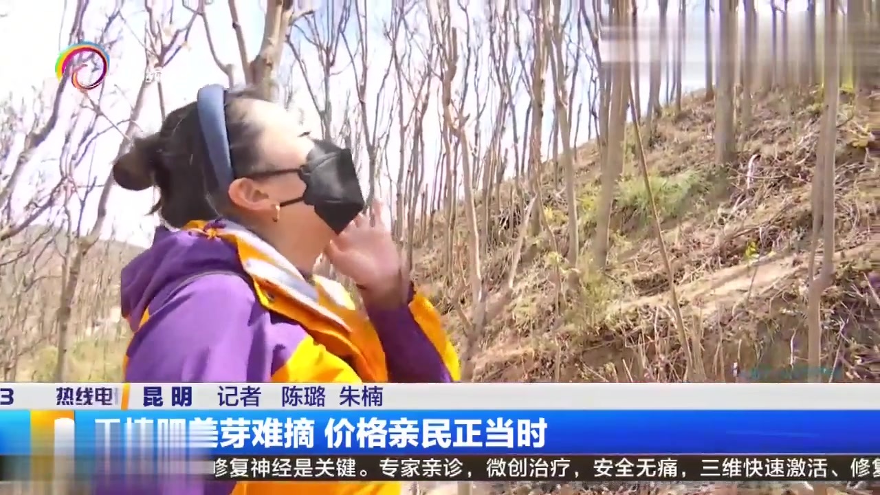 香椿肥美芽难摘价格亲民正当时