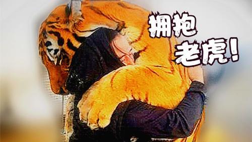 600斤老虎撒娇“求抱抱”!一张大脸委屈巴巴,男主人心都溶化了