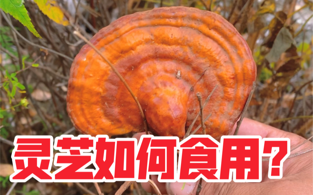 灵芝有什么神话传说?如何食用会更好?