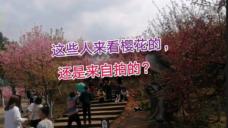 这也许我国樱花种植最多的景点了,100万棵厉害吧!