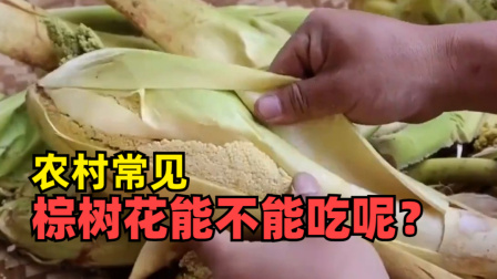 农村常见的棕树花能不能吃呢?有什么功效和作用?