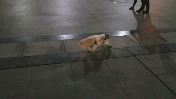 双腿残疾的小狗狗--狗坚强