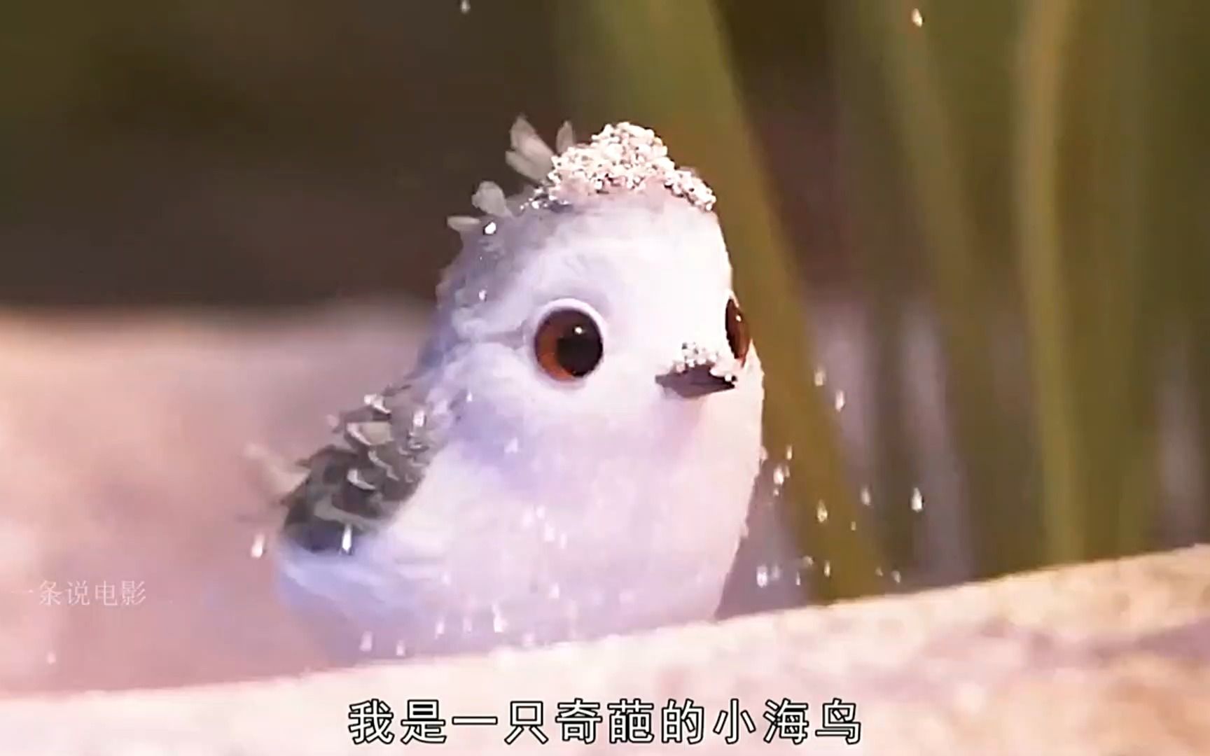 超萌治愈短片《鹬》,皮克斯耗时三年完成,差点没看出来是动画