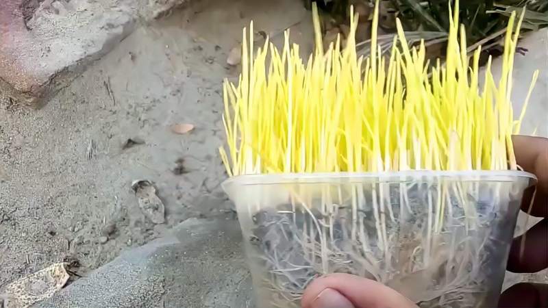 无土种植小麦,生长过程记录