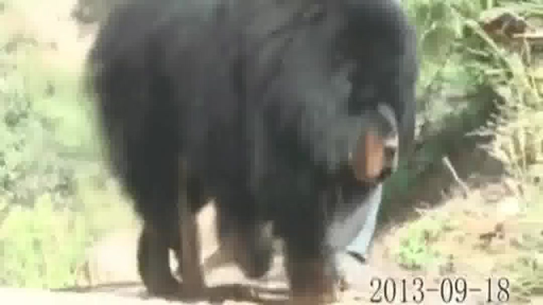 【藏獒】藏獒视频 藏獒视频 藏獒王视频 藏獒