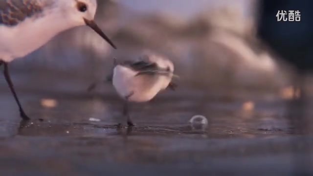 动画短片《鹬》(Piper)