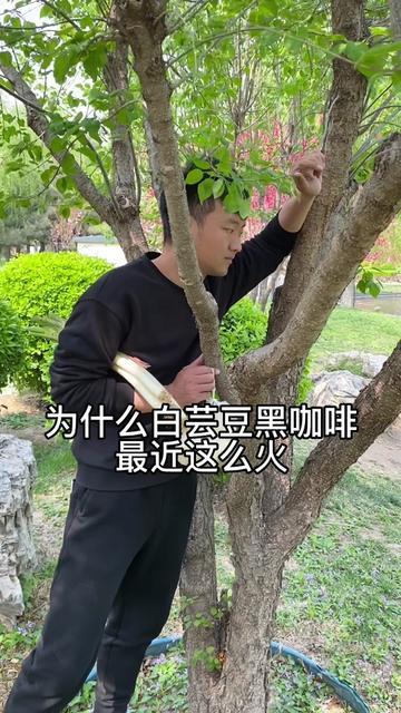 为什么白芸豆黑咖啡最近这么火,听听冬哥怎么说
