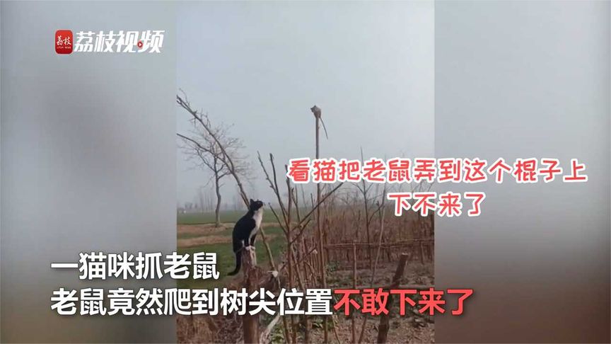 笑喷!老鼠被猫追上树尖不敢下来