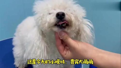 教大家如何在家给狗狗洗澡