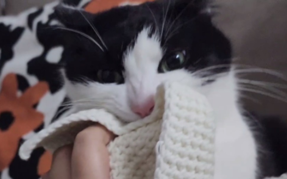 一块布把娇娇猫惹得嗷嗷叫