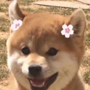 蔷薇花开_wx2134 