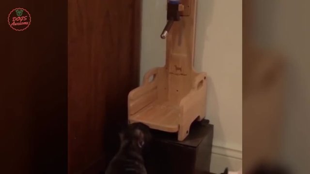   看着狗狗很开心啊,这是一个会动的玩偶吗,真是好喜欢啊!