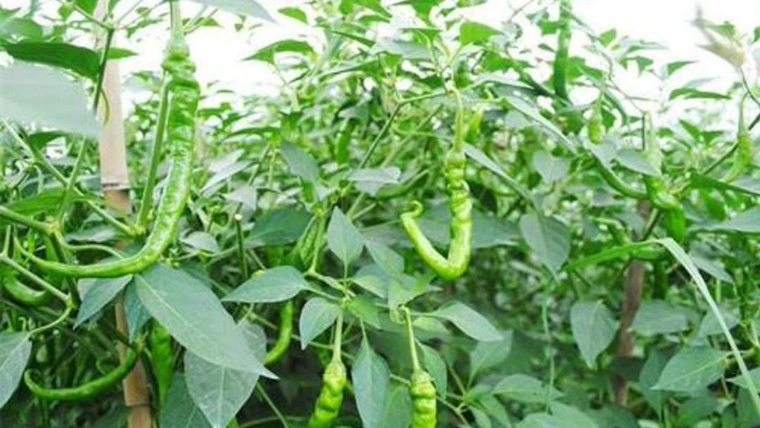 《农家夜校》 辣椒的种植技术-认识辣椒