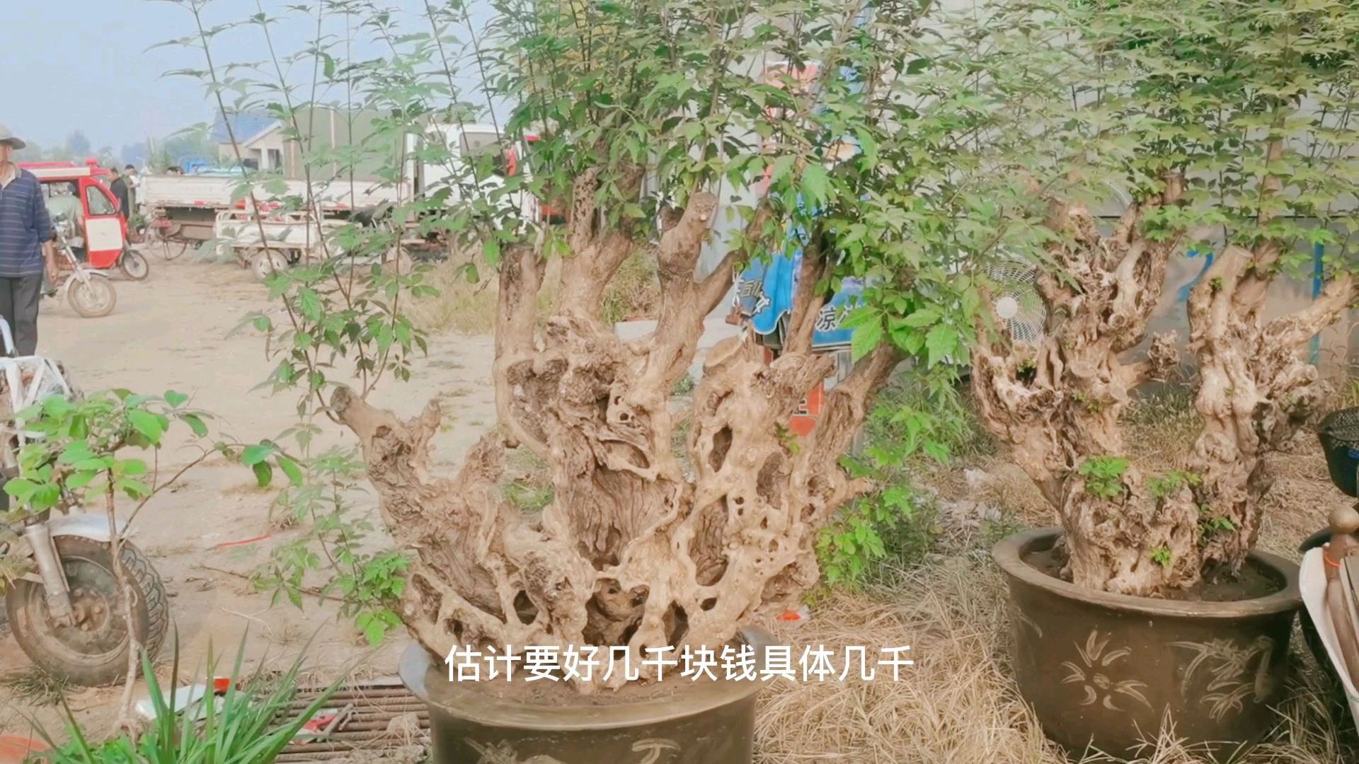 满山的黄荆,挖回来一颗就能卖好几千,是个发家的好路子