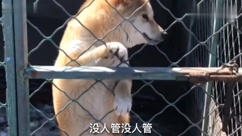 搞笑视频:狗狗特技表演,转着圈圈上楼梯…