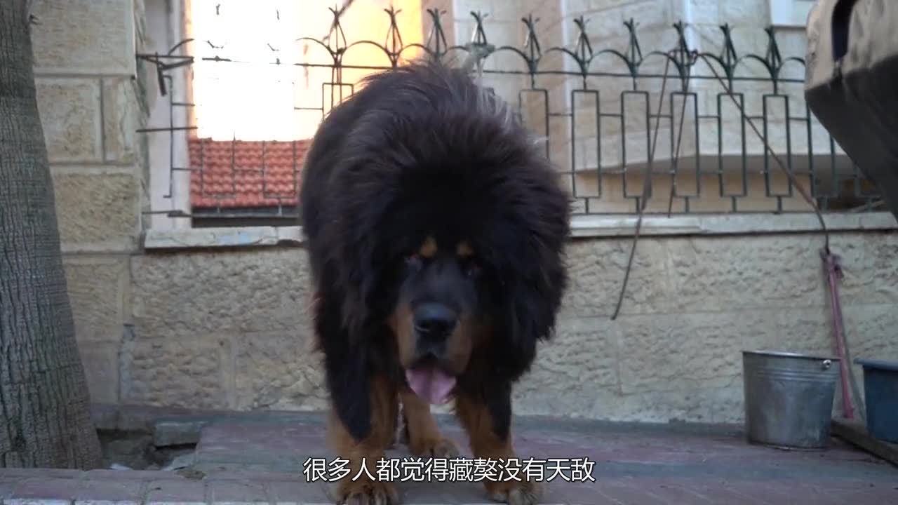 东方神犬藏獒VS雄狮,究竟谁更厉害?