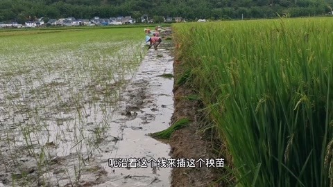第二季水稻开始种植了,这个地方插秧要拉线,你见过吗?