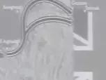 第二次世界大战陆战实录