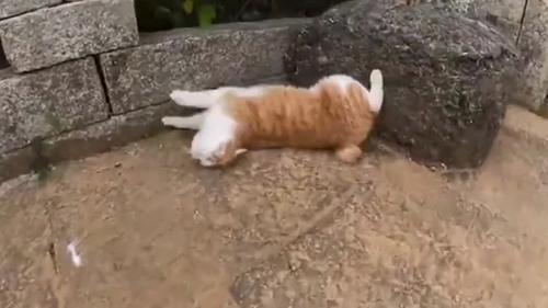 这只狸花猫太会撒娇了,我都舍不得走了