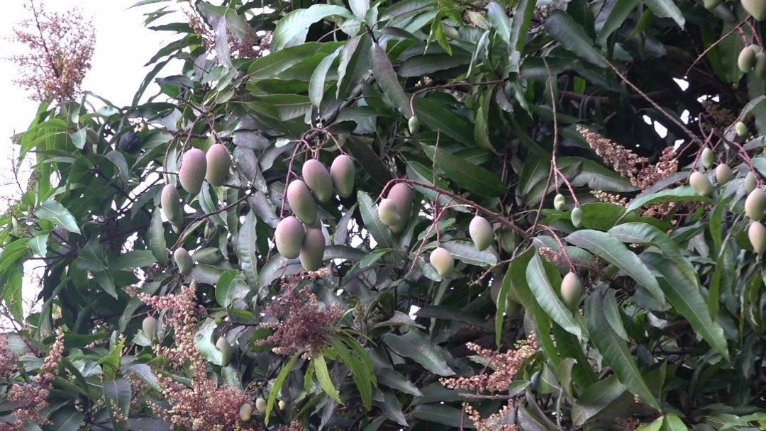 这样的芒果树谁不想拥有一棵,一年四季都有鲜芒果吃