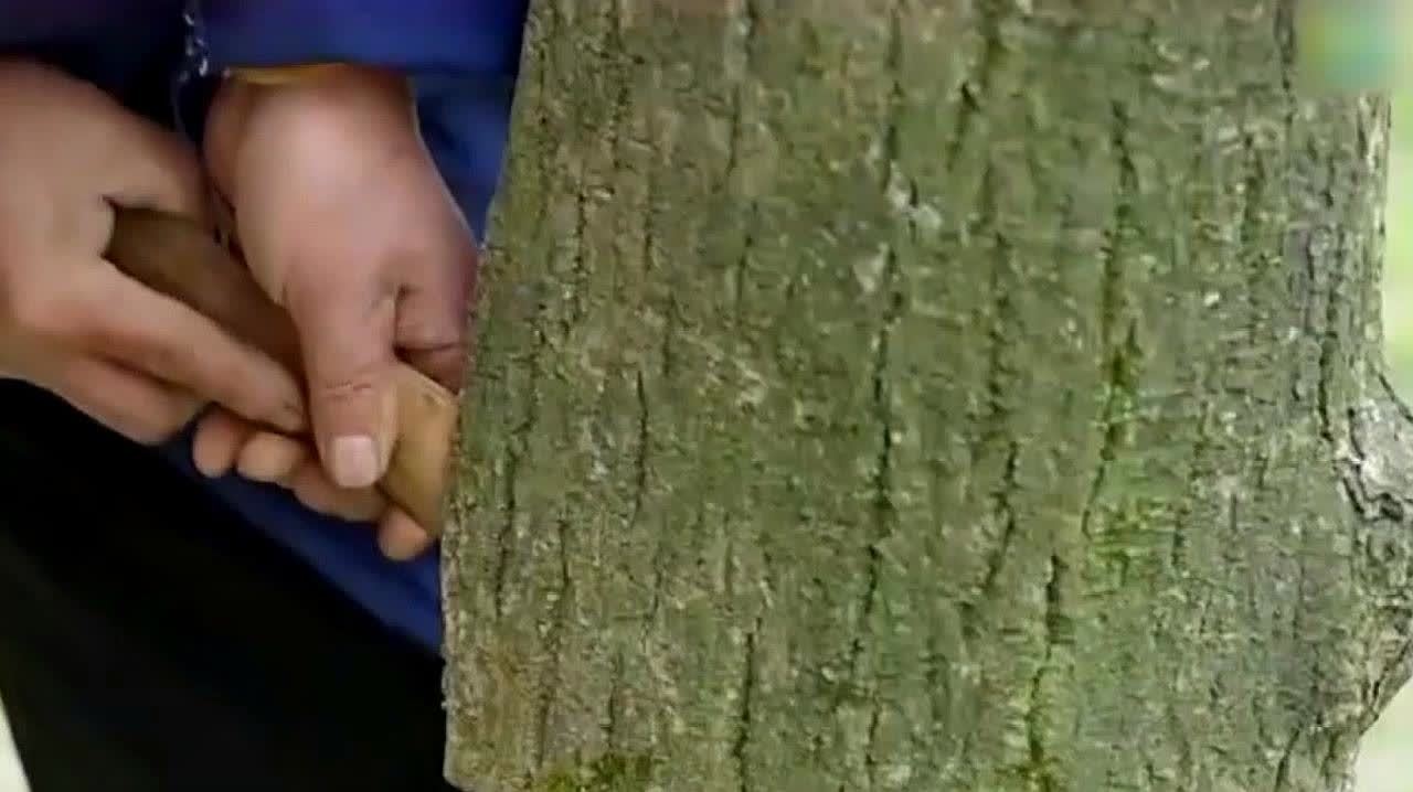农村一种树,树皮比木材还要值钱!有人靠卖树皮就能发财