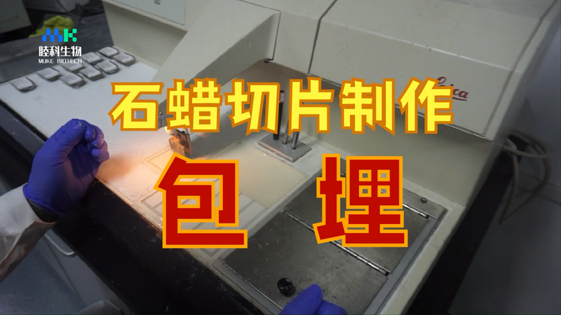 免疫组化 | 石蜡切片制作之包埋的具体实验步骤
