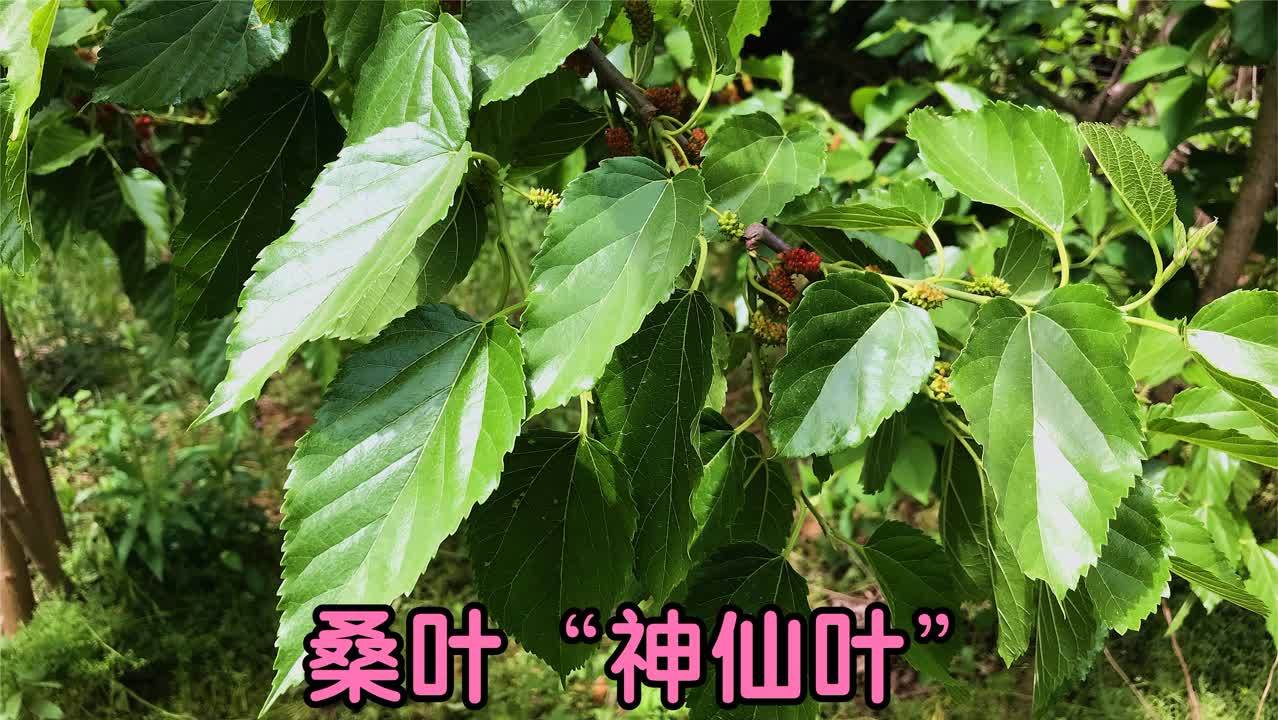 桑叶人称"神仙叶",3大用途,用水一煮解决不少男女烦恼
