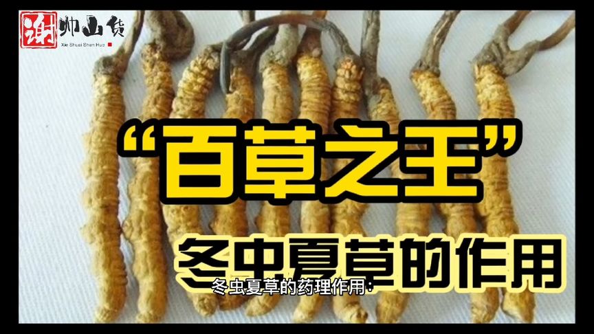 “百草之王”冬虫夏草的药理作用