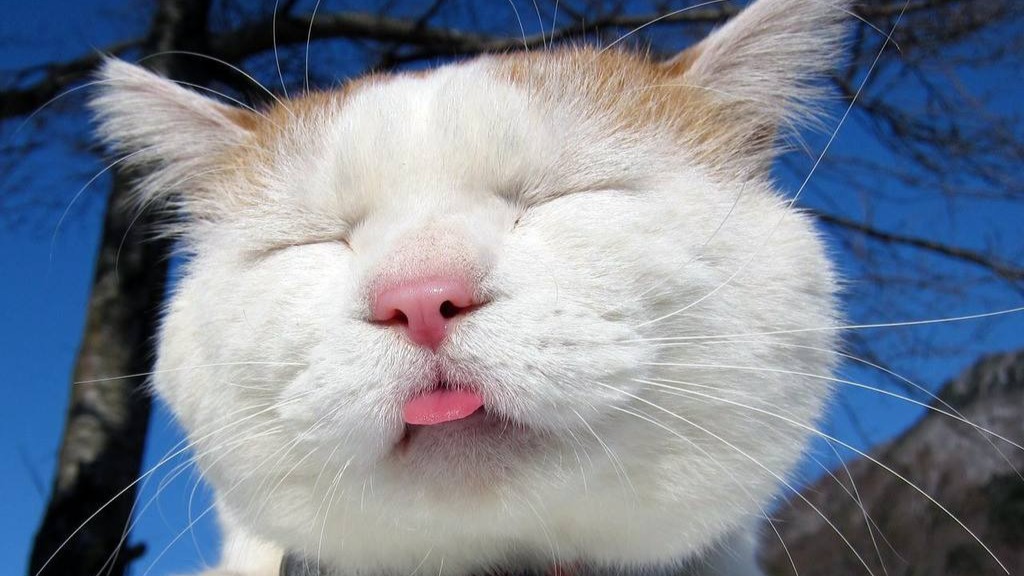 小奶猫对好心人撒娇卖萌,希望被带回家,一脸期待的模样令人心疼