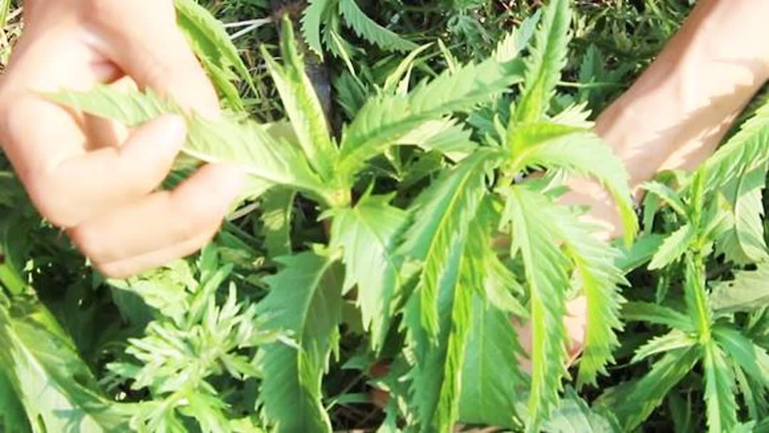 伤口容易出血肿痛,牢记这种草,煮水药效强,在农村经常可以看到