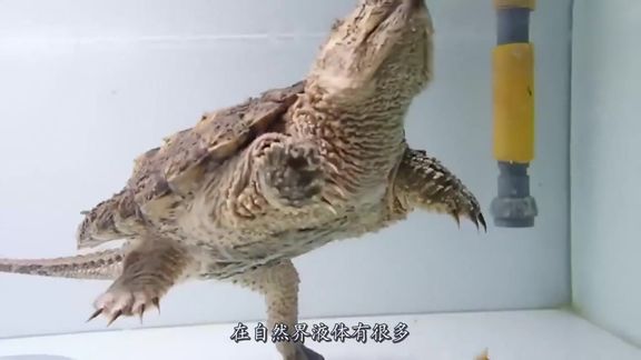 将一条活鱼放到雪碧里会发生什么?看鱼浑身泡泡,鱼:有点麻