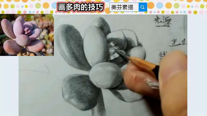 学习素描明暗分析及擦揉技巧,静物素描多肉植物的画法步骤!