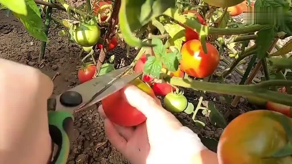 我种的番茄每年都爆盆,分享番茄移苗的2个条件和6个注意事项