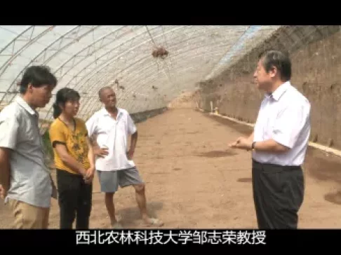 大棚番茄栽种前管理(一)-清园