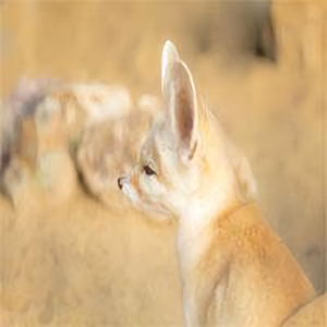 星捷越豪车升级 