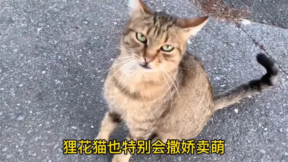 狸花猫也特别会撒娇卖萌
