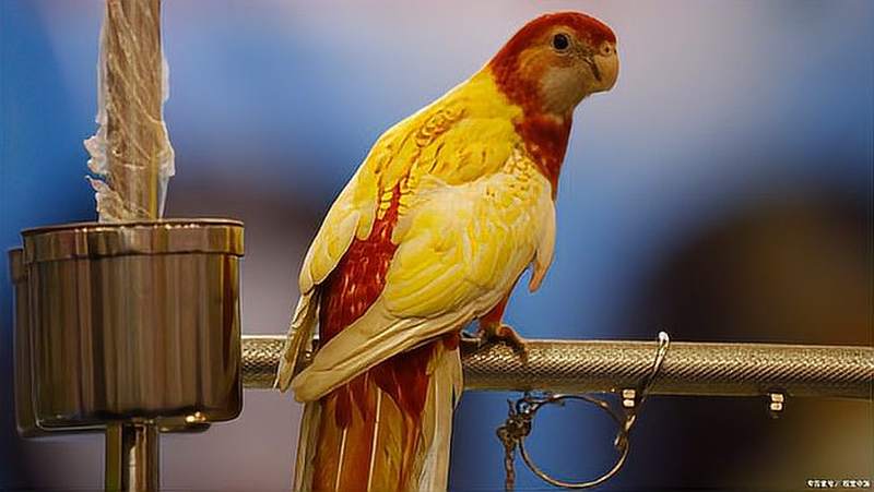 警惕这种病毒!潜伏期最长45天!症状与新冠、流感极为相似