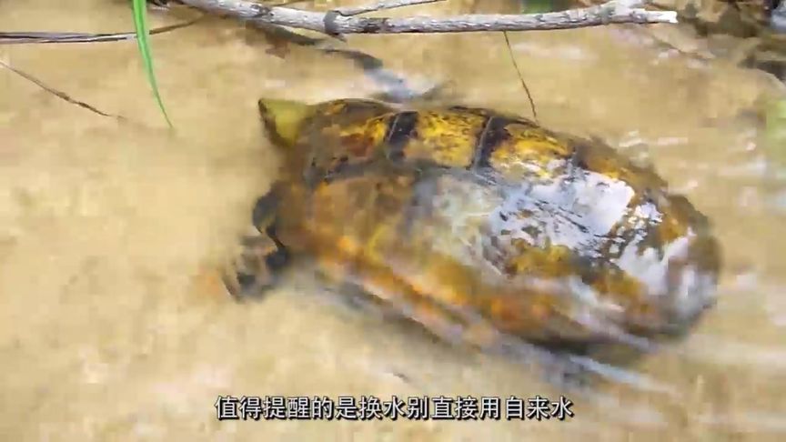 日本石龟原生态环境欣赏,秒懂日石为什么水质要求高「龟谷鳖老」