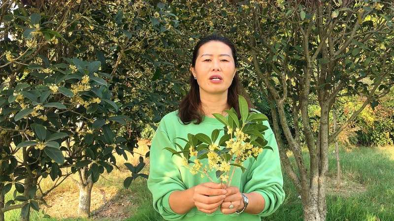 桂花有哪些妙用你知道吗?赶快看,学会给家人收藏哦