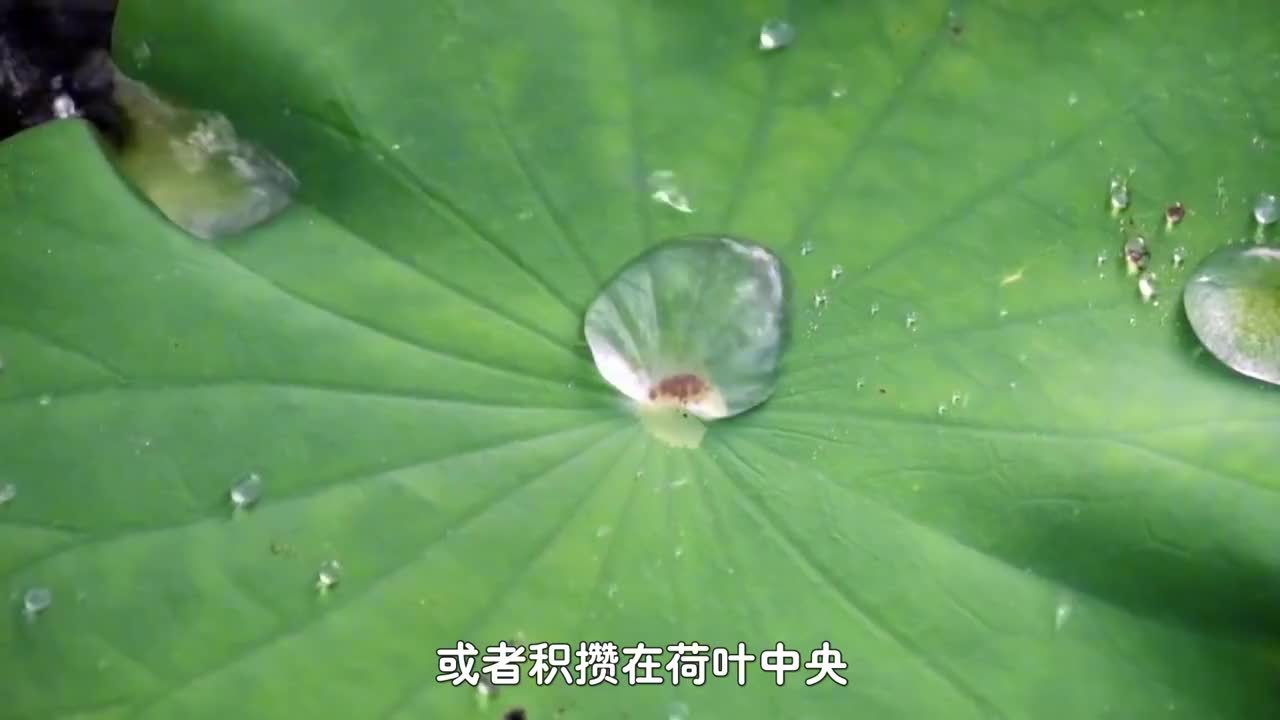荷叶为什么不沾水高倍显微镜下观察叶片,了解荷叶的秘密