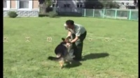 最容易训练的狗-训狗上厕所视频教程