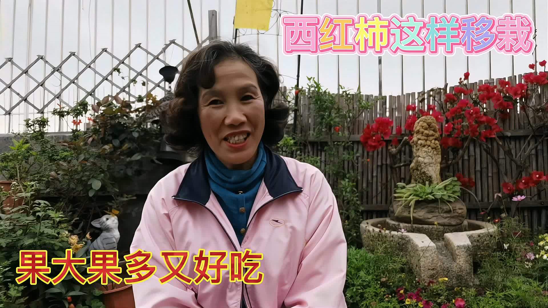 60后大妈移栽西红柿苗,要注意 3个问题,看她怎么做?