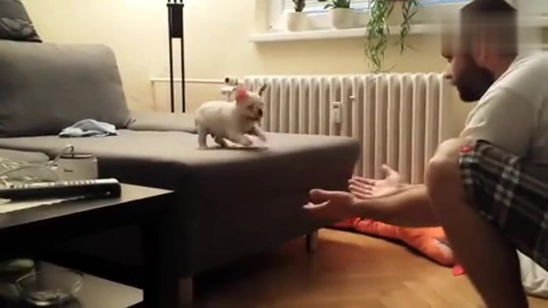 训练狗狗的信任度