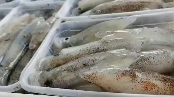 活冻小管上场～下午可发货[比心]