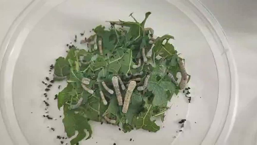 #蚕宝宝成长记 #奇妙的动物