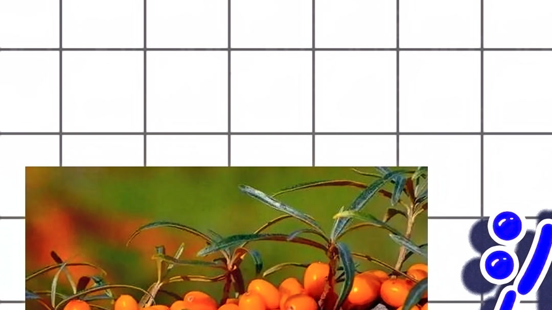 沙棘果这3个营养功效,从年轻人到老人,都受用