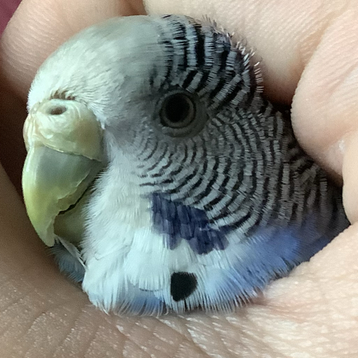 亿只懒惰的憨憨 