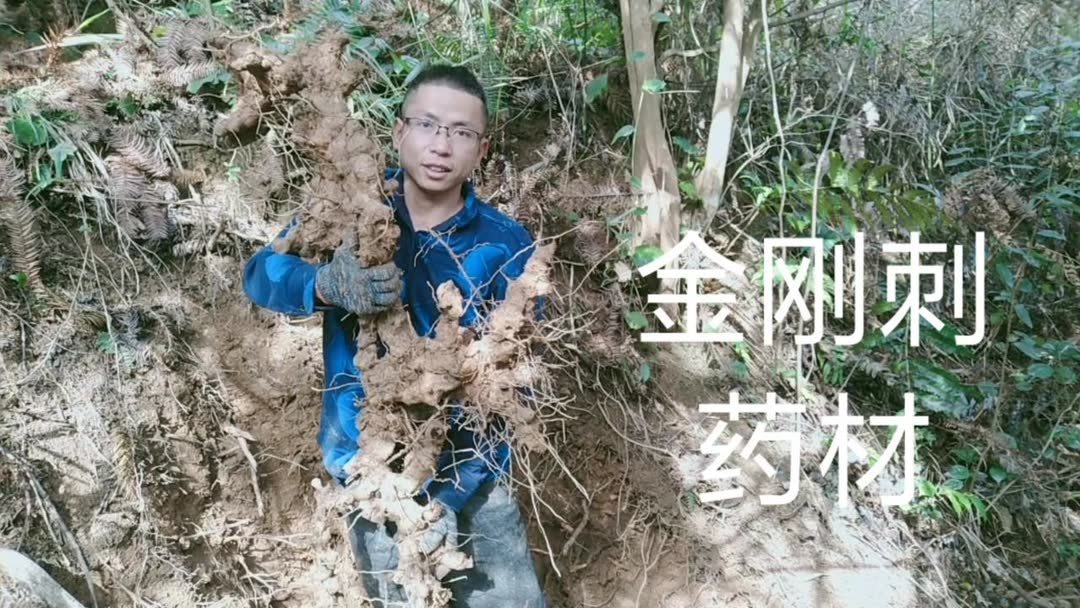 百年金刚刺重几十斤,长2米,你知道它的药用价值吗?