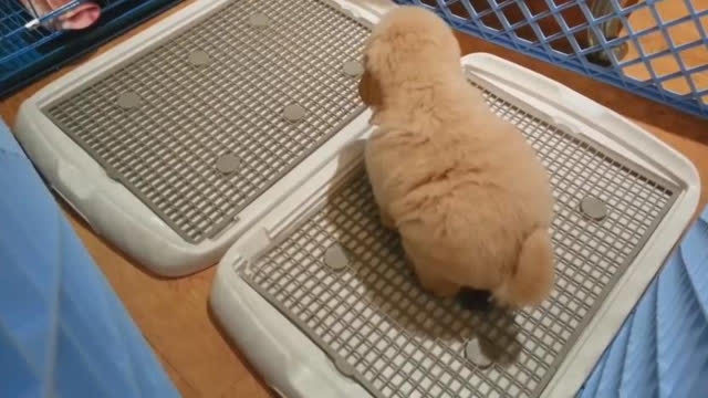 主人耐心地教小狗上厕所,小狗竟然很快就学会了